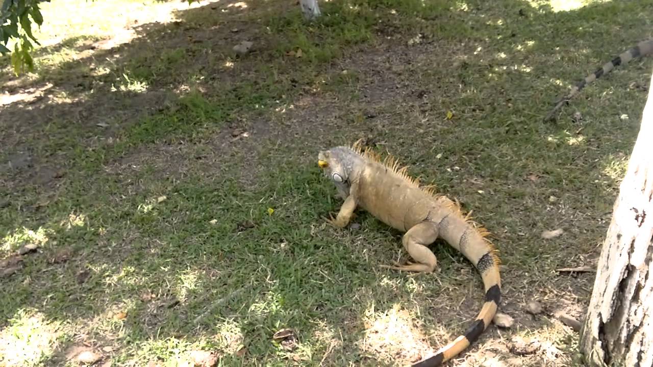 Parque de Filadelfia, Guanacaste, Costa Rica... - YouTube