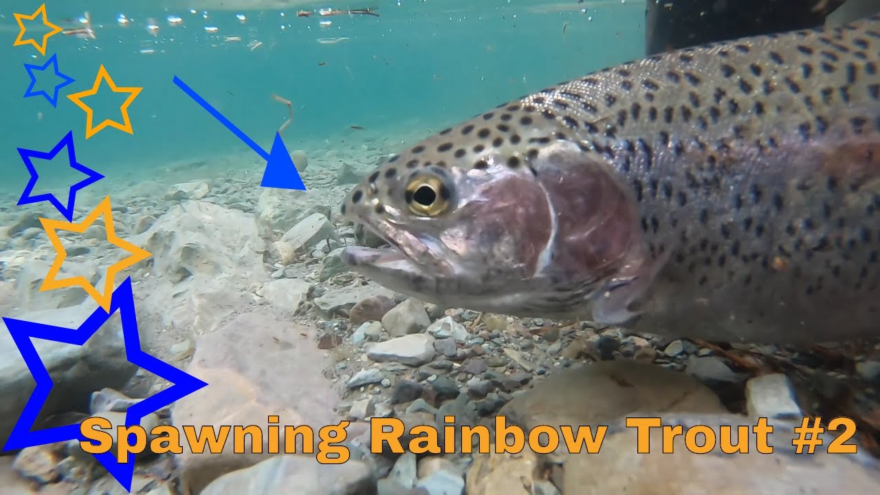 2020 Rainbow Trout Spawn Episode #2! Beautiful spawning Rainbow Trout ...