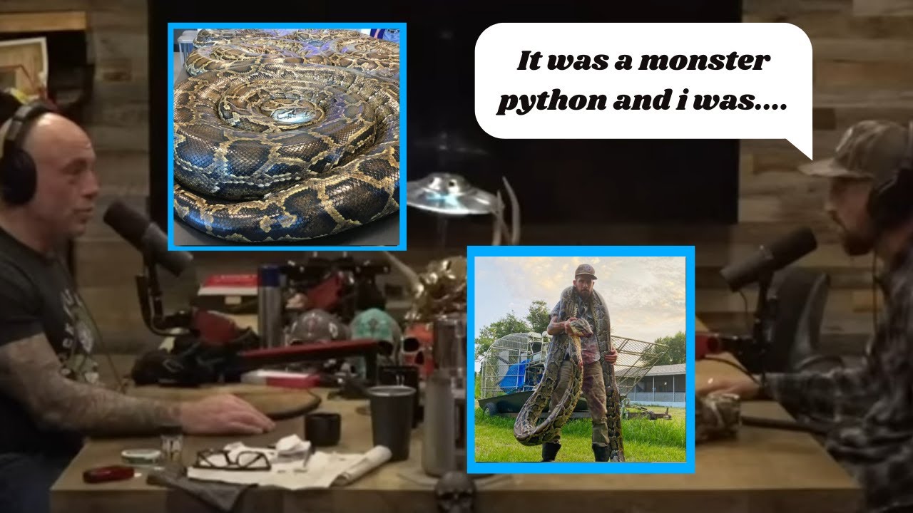 Close encounter with a 17-foot python - YouTube