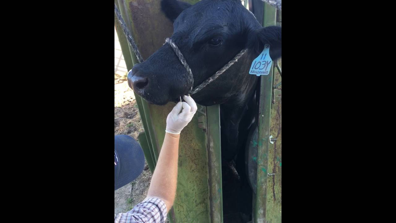 So much puss from infected cow HD - YouTube