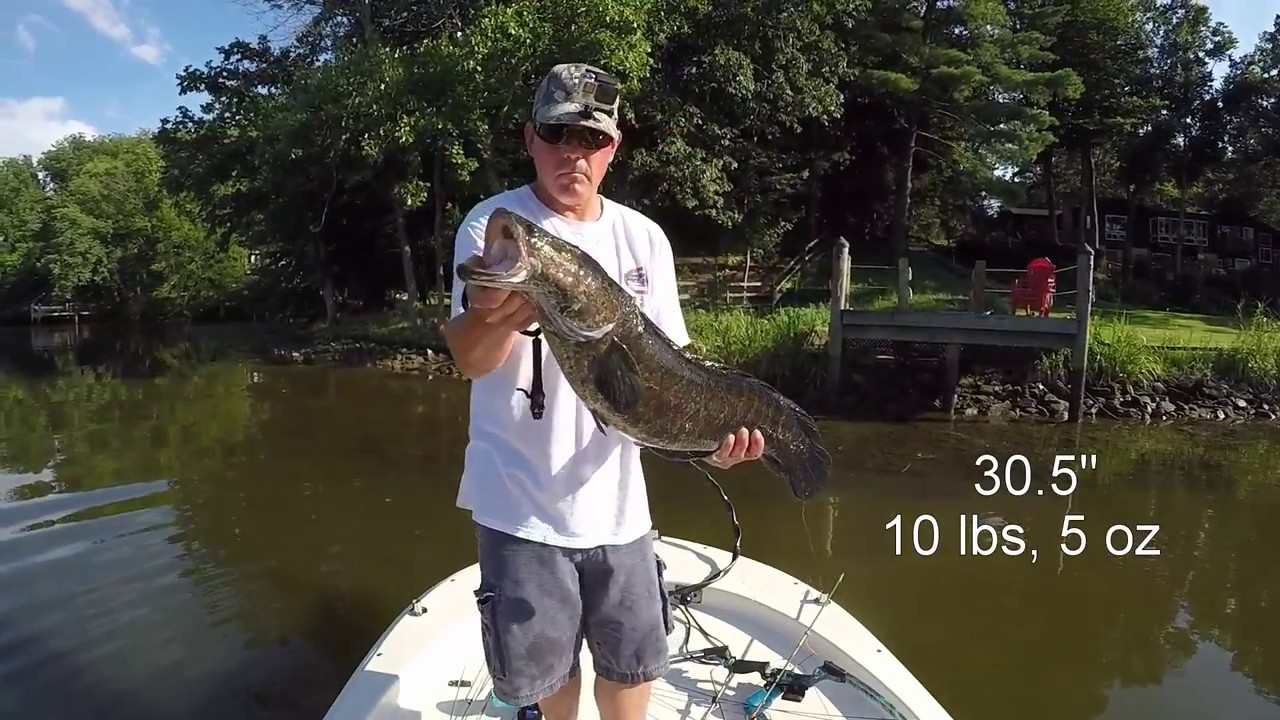 Bowfishing for Potomac River Snakeheads - Shot a Feisty 10 Pounder on 9 ...