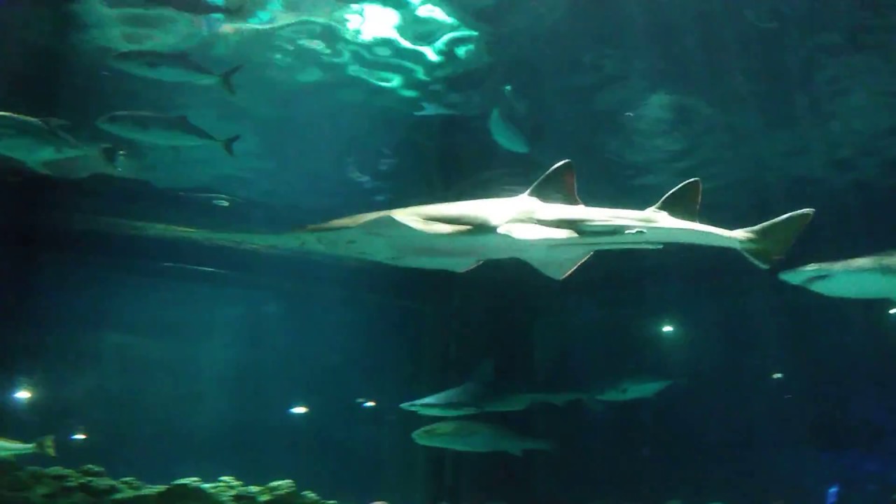 SEAWORLD ORLANDO AQUARIUM - YouTube