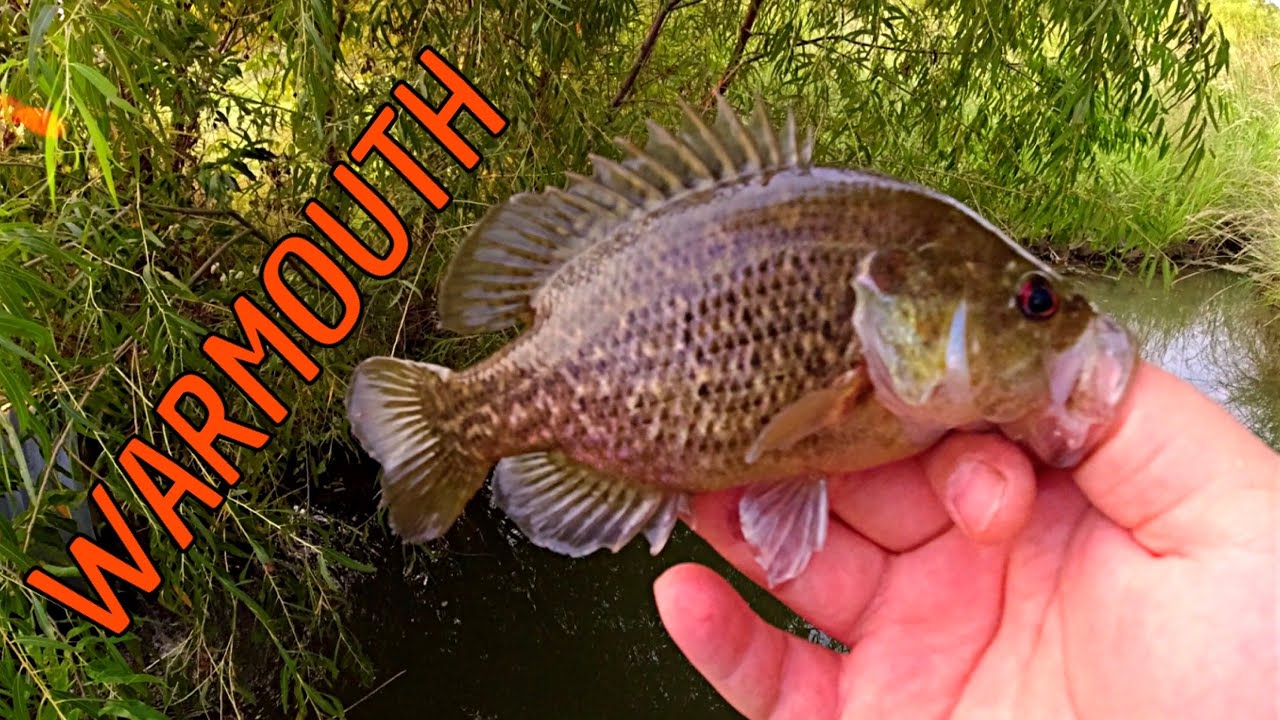 WARMOUTH - YouTube