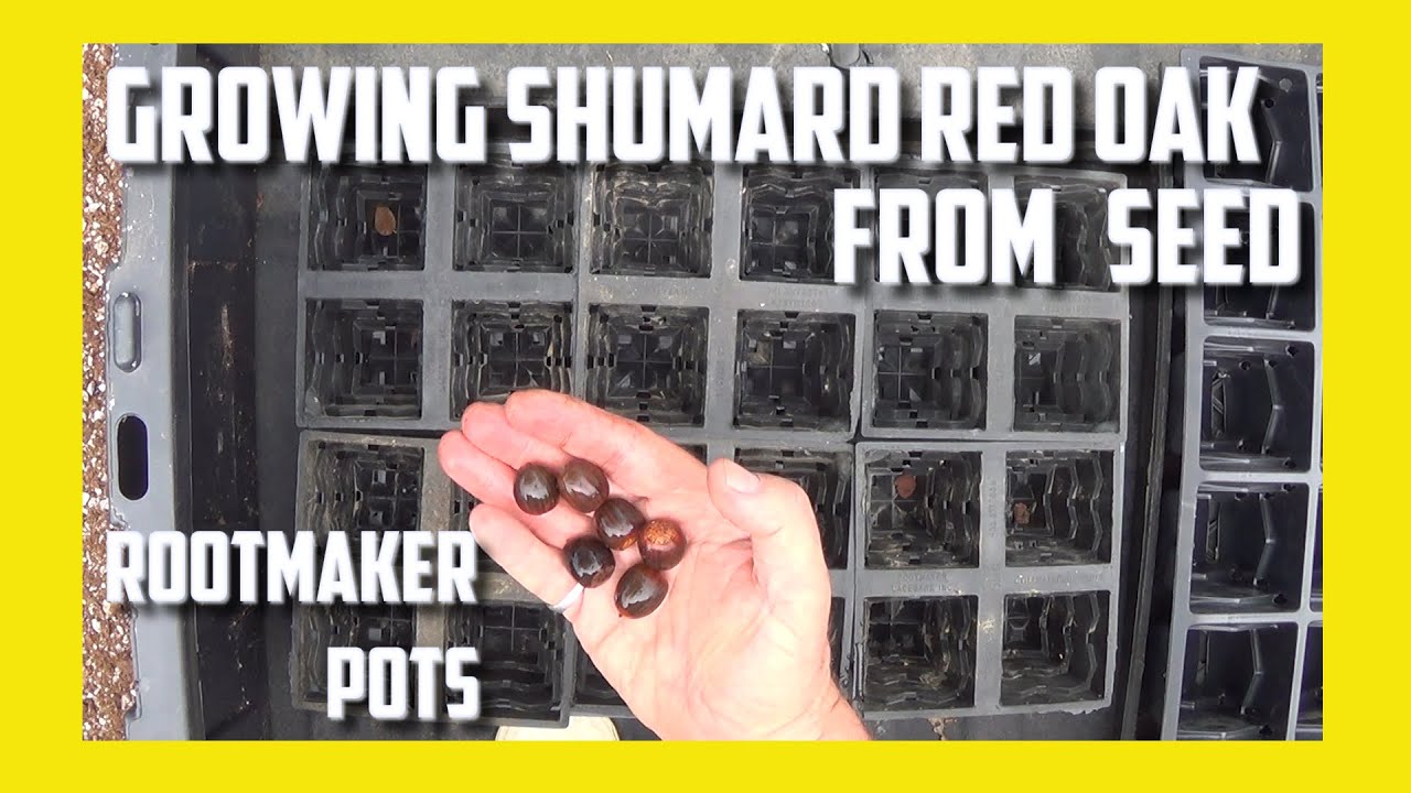 Growing Shumard Red Oak From Seed - YouTube