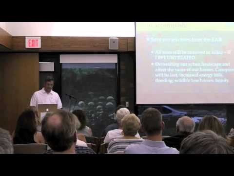 ATHA Ash Tree part1 - YouTube