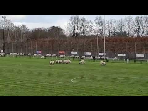 How Many Sheep Can Fit On A Football Field