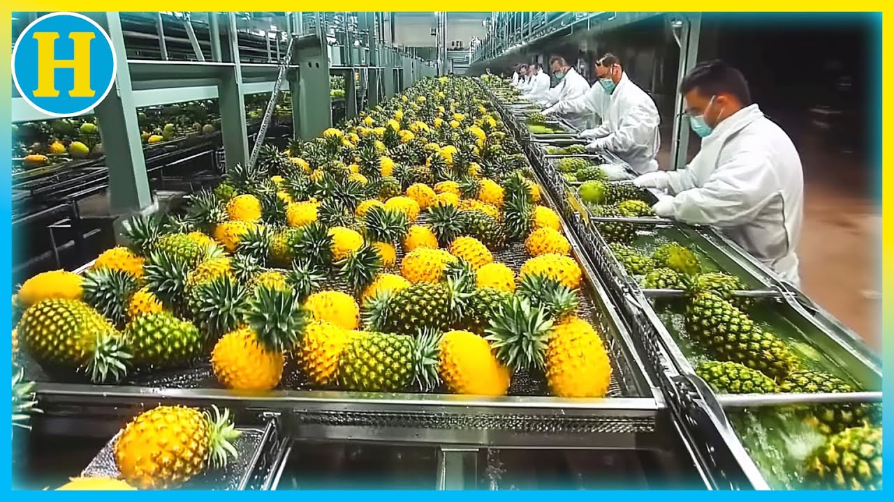 PERFECT Pineapples: How They're Produced - YouTube