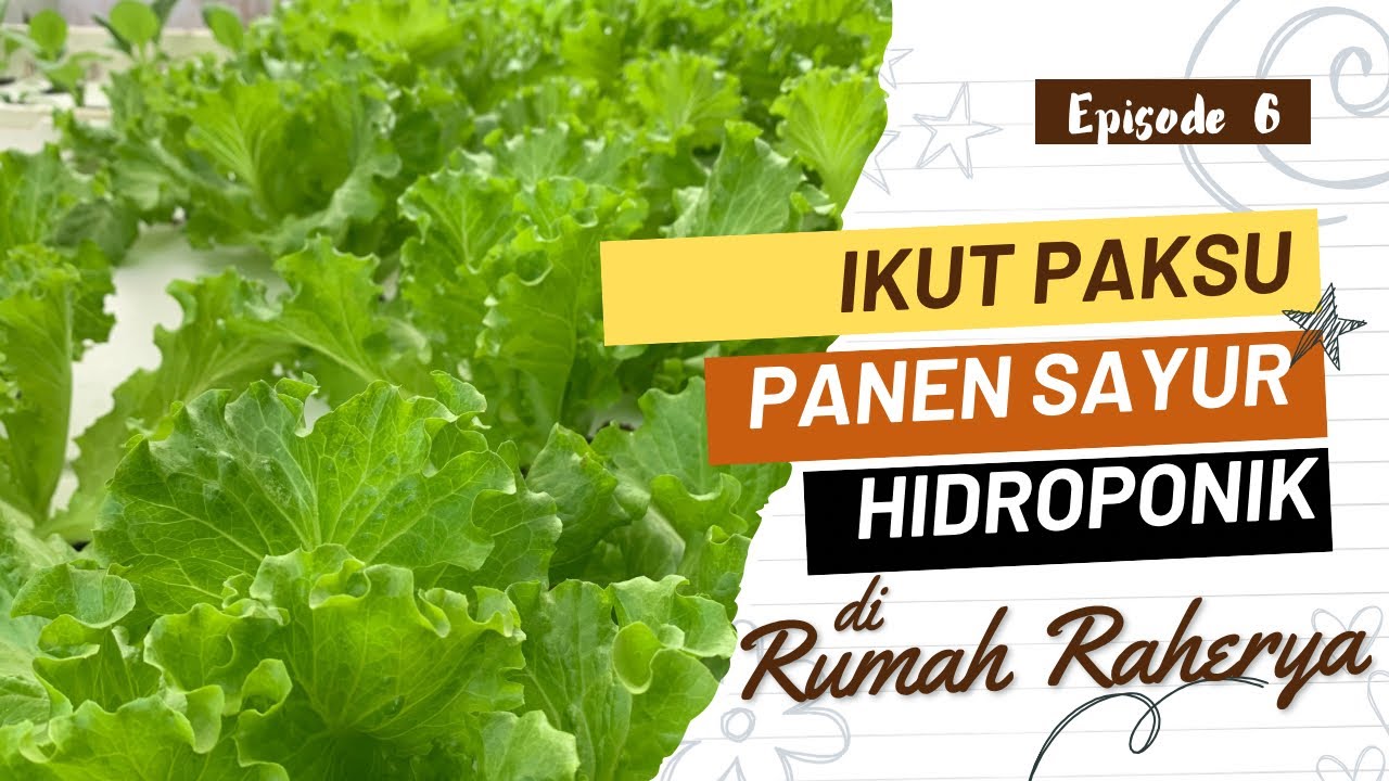 Cara Packing Sayur Hidroponik | Selada Hidroponik - YouTube