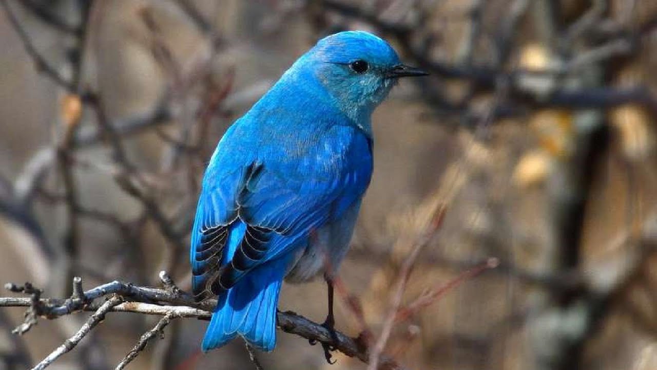 LE MERLE BLEU - YouTube