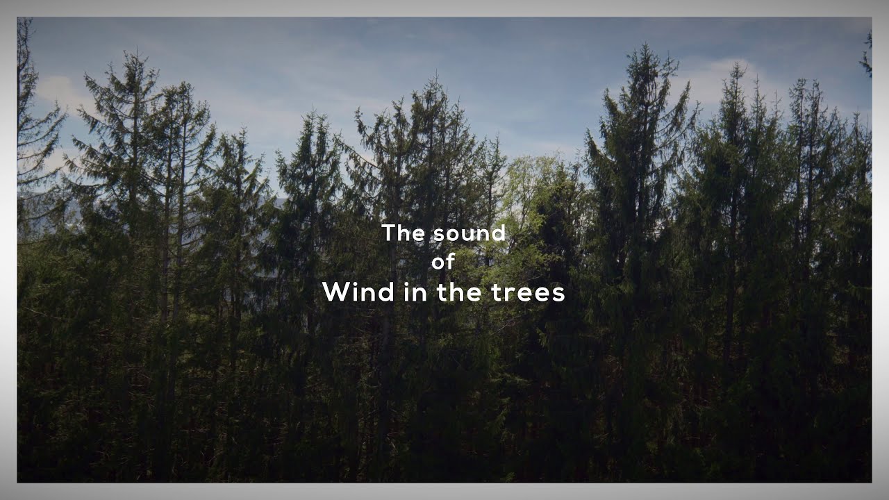 Wind in the trees -Ambient sound - YouTube