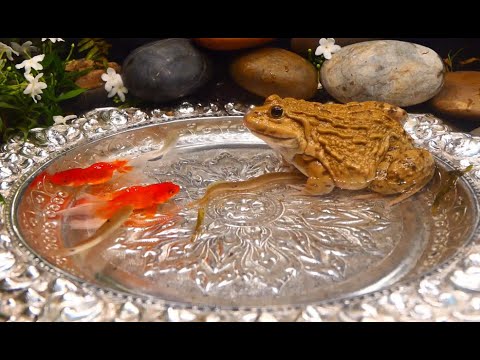 Bullfrog eating two golden fish alive - Bullfrog vs Koi fish EP02 - YouTube