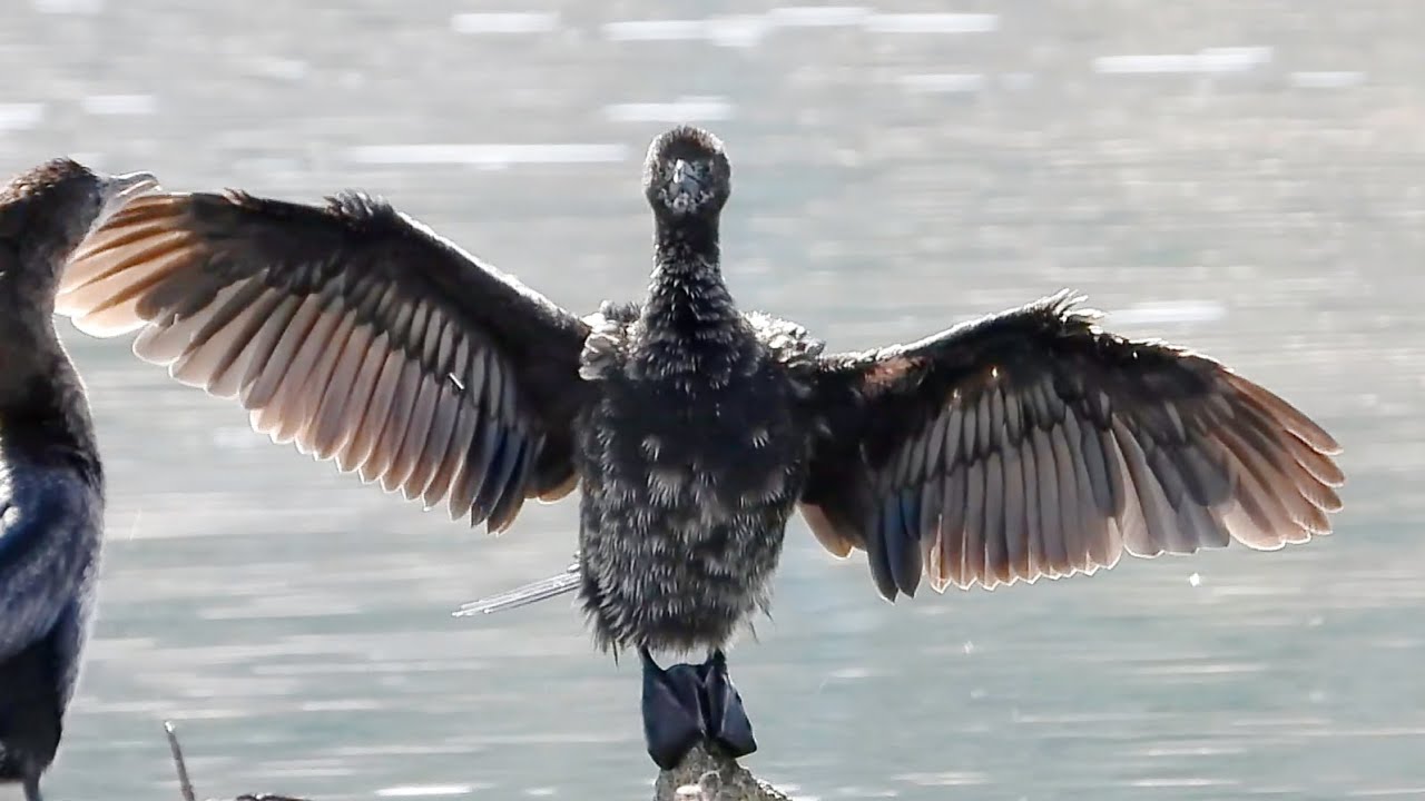 Cormorant dries its wings after diving | Bird sunbathing | Shag at sea ...
