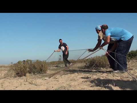 Silvestrismo 2017 2º capturas de jilgueros