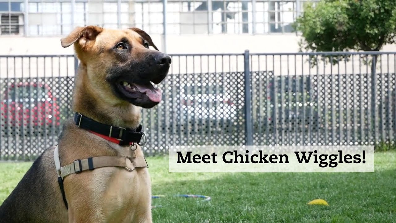 Meet Chicken Wiggles! - YouTube