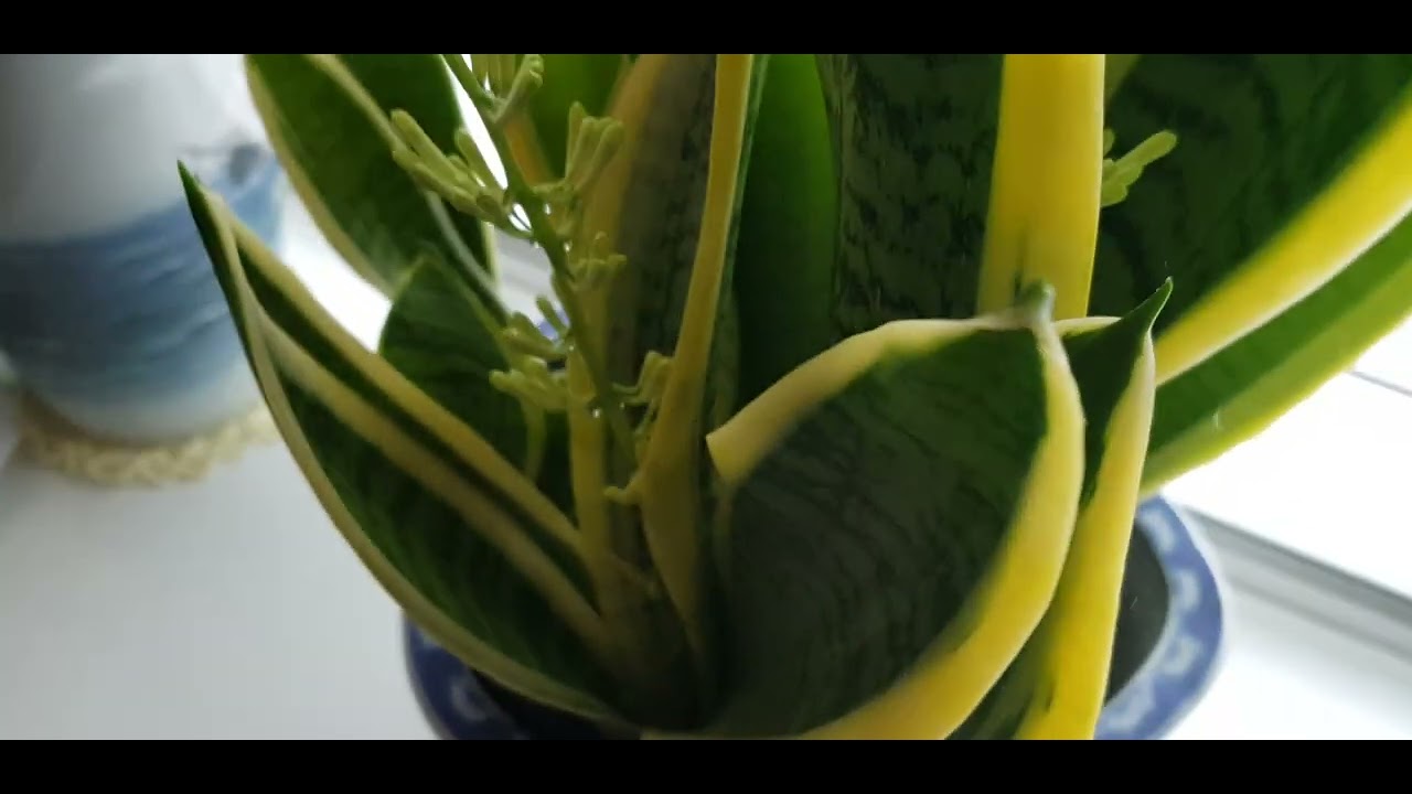BULAKLAK NG SNAKE PLANT AY MABANGO SA HATING GABI. - YouTube