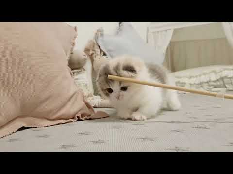 En İyi Sevimli Kedi Videoları - Mutlaka İzlemelisin