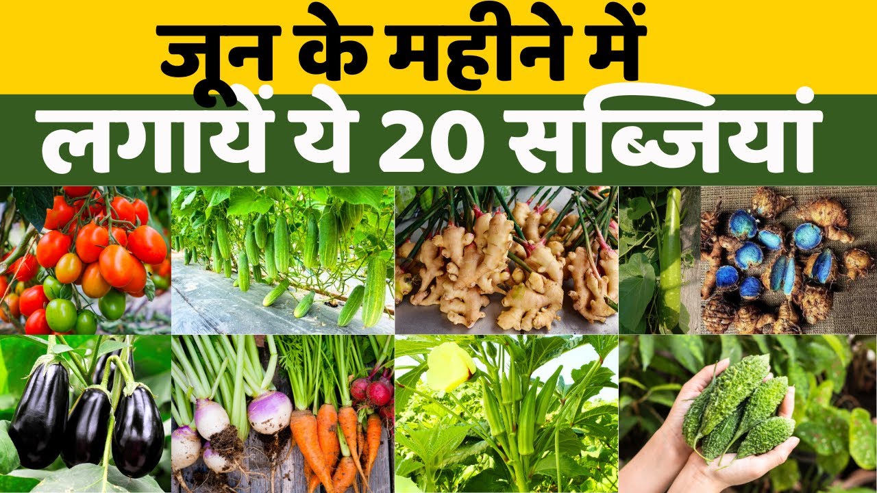 जून के महीने में कौन सी सब्जी लगाएं | June Me Lagai Jane Vali Sabjiyan ...