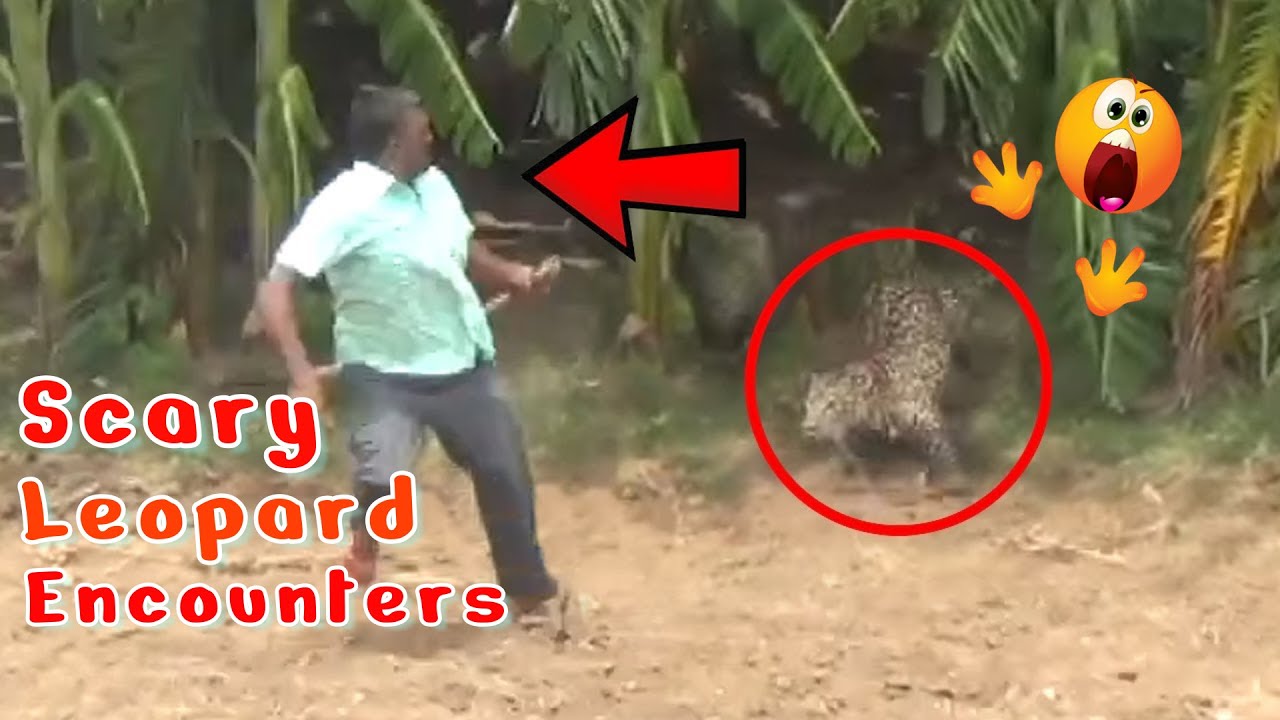 5 Scary Leopard encounters that will blow your mind‼️ - YouTube