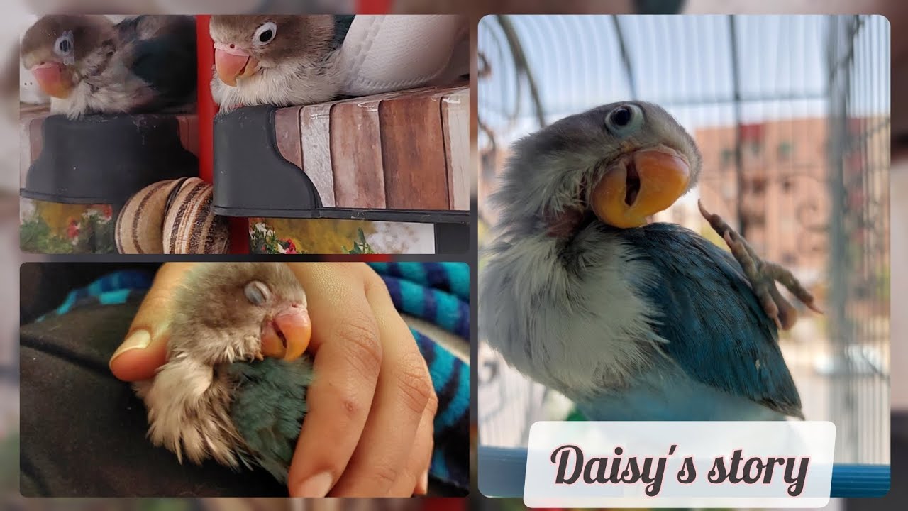 The story of the cute lovebird "Daisy" #lovebird #daisy #birds #pets # ...