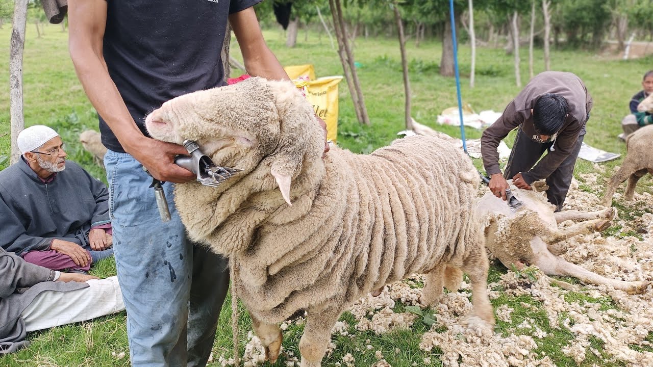 Kashmiri Merino Sheep Farm - YouTube