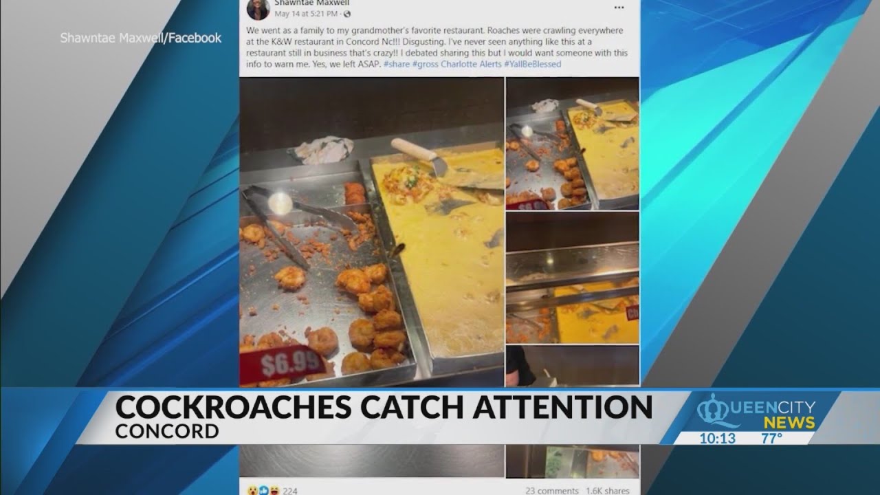 'Roaches everywhere.' Customers concerned after seeing photos of ...