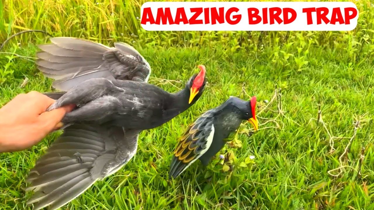 Excellent bird trap | Easy way to hunt birds | Bird hunting trick ...