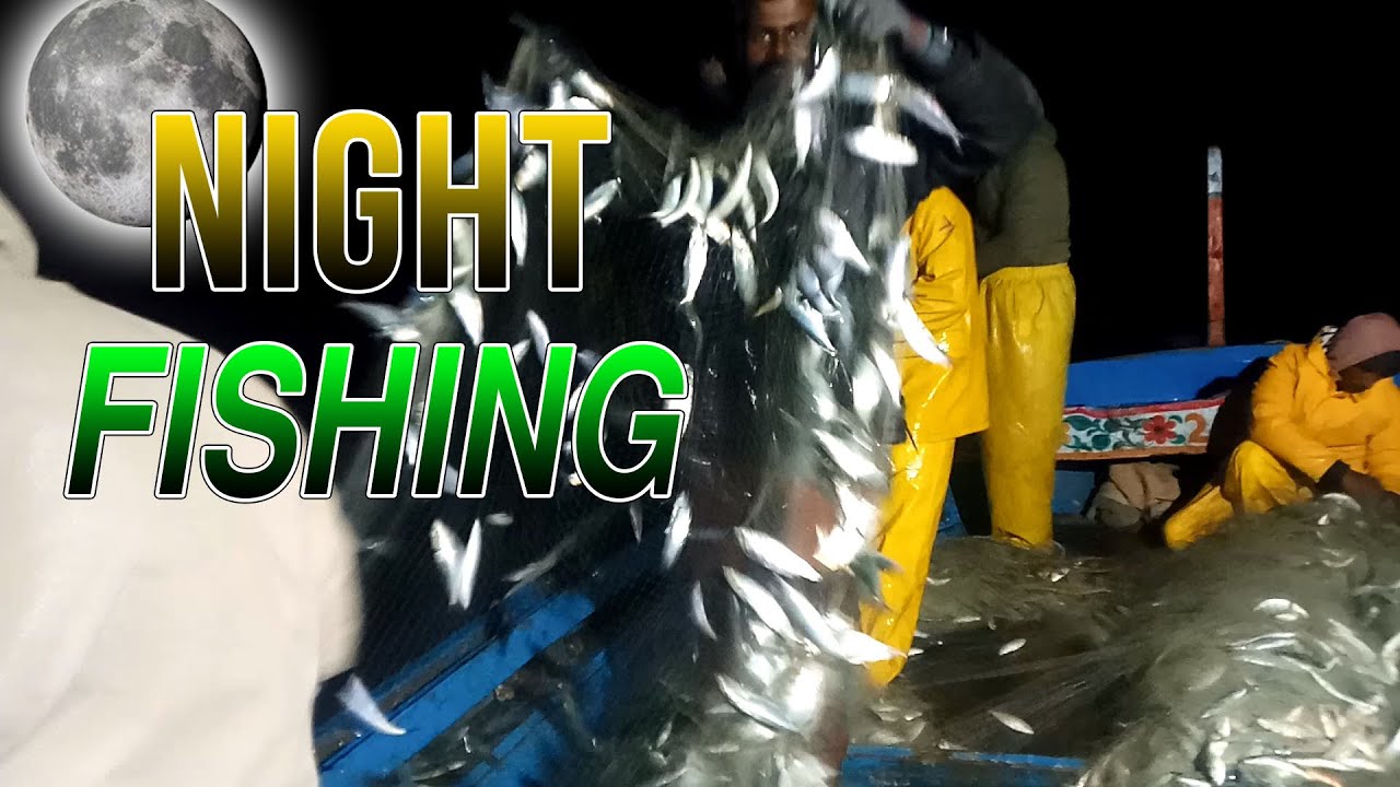 Night Shift Fishermen Catching Lots Of Fish In Net | Mori Fish ...