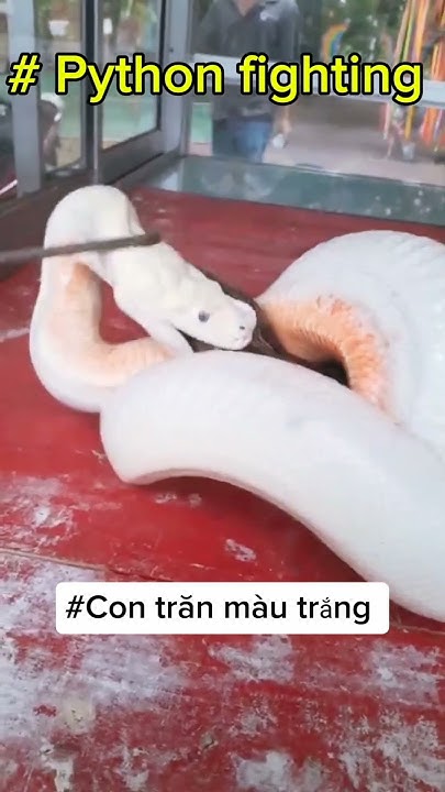 #python fighting #con trăn màu trắng #trăn ăn thịt trăn. - YouTube
