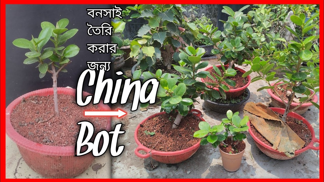 China bot cutting grow for Bonsai - YouTube