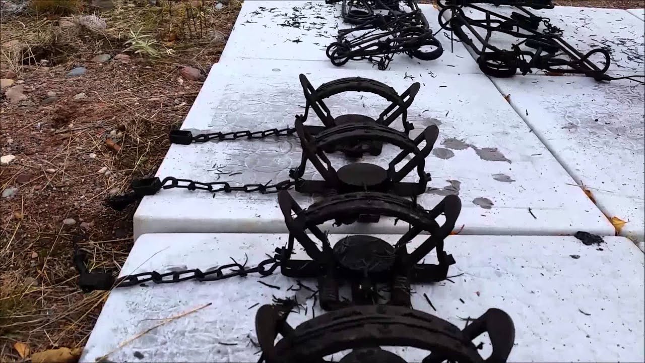 Traditional Trap Dying With Balsam Fir Bows - YouTube