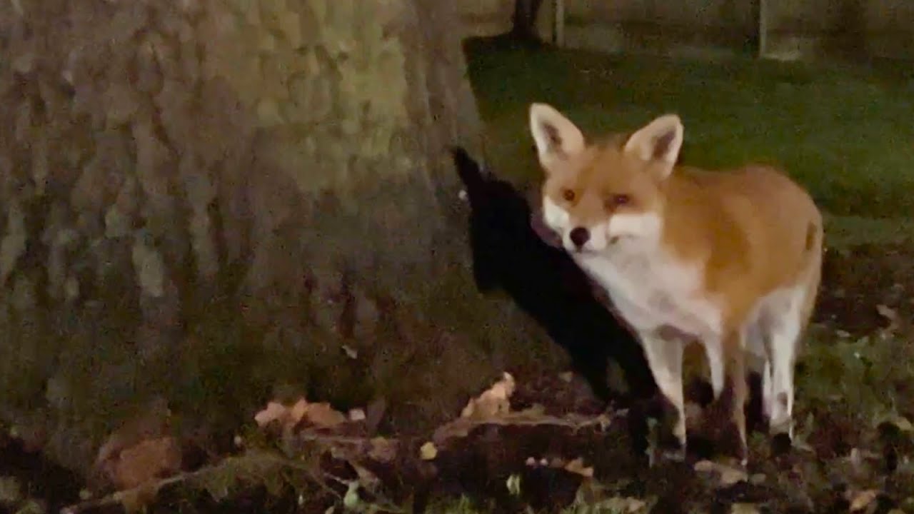 Friendly Wild Fox - YouTube