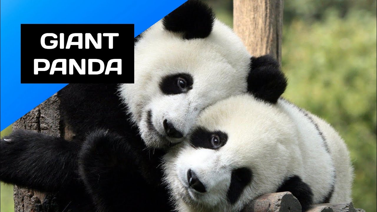 Giant Panda🐼 Ang Cute at Lovable na Hayop | PINOY AMAZING ANIMALS - YouTube