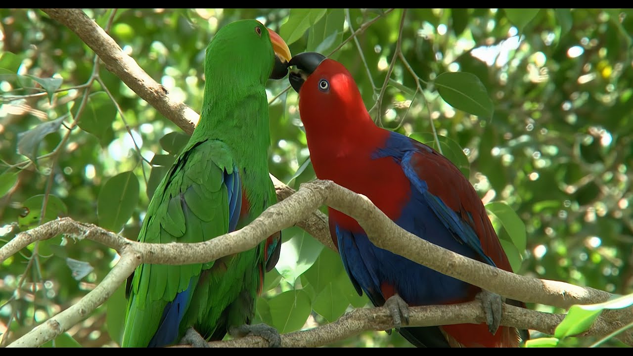 Eclectus Parrot - Australian Birds - YouTube