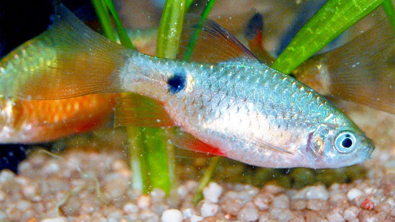 Fish Names In Alphabetical Order Page 33 Forum Games fish-names-in-alphabetical-order-page-33-forum-games