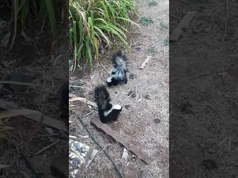 mad baby skunks stomping and chattering - YouTube