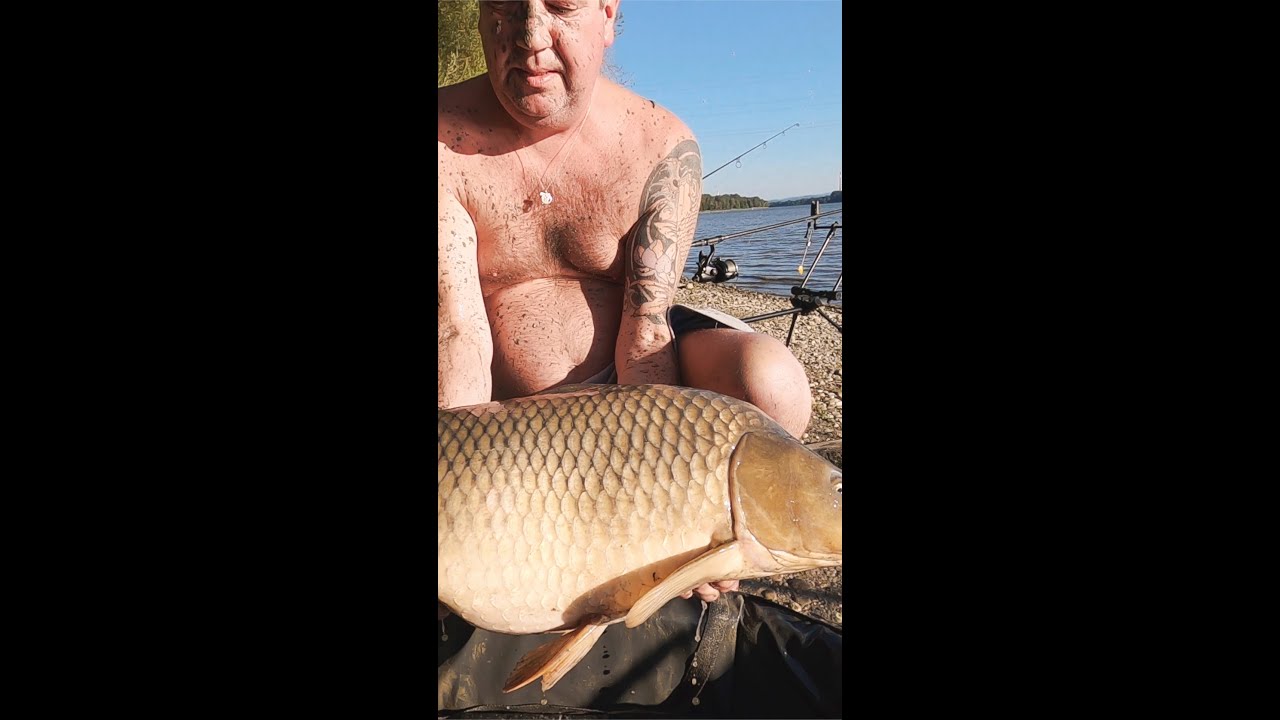Big common carp in muddy waters at Danube River! #carpfishing #angler # ...