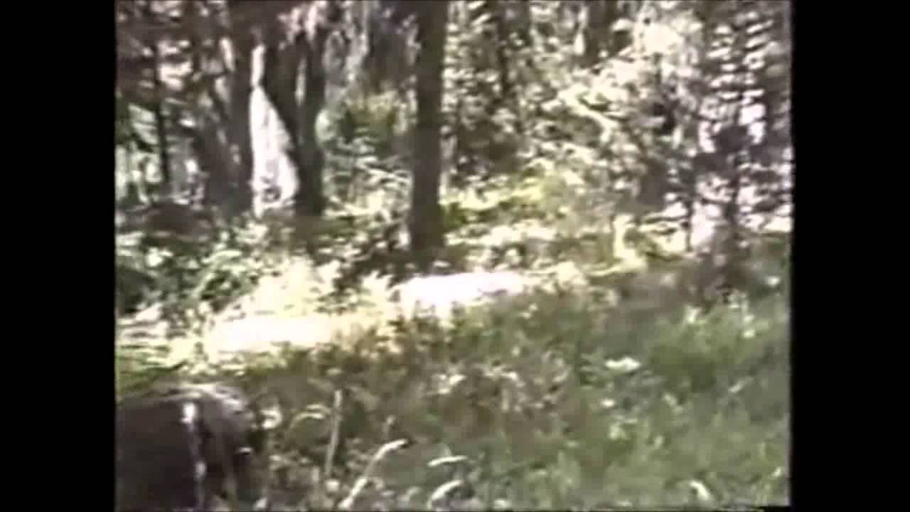 The Freeman footage - YouTube