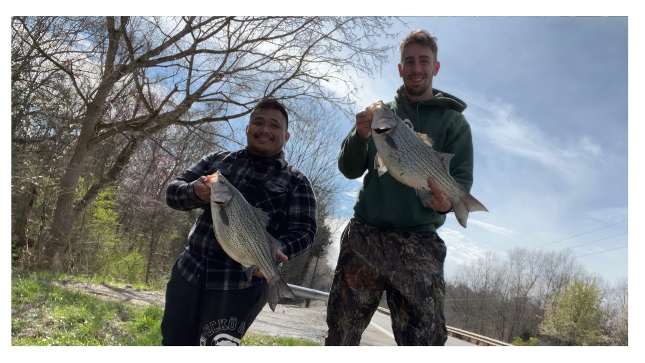We found BIG fish in SMALL river!! (Hybrid Bass/Wiper) - YouTube
