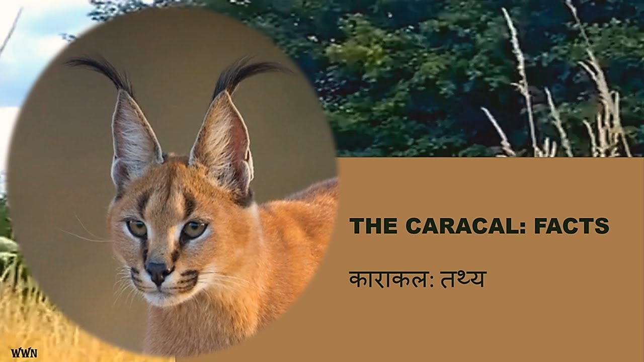 THE CARACAL FACTS काराकल तथ्य @wildwithnature7030 - YouTube