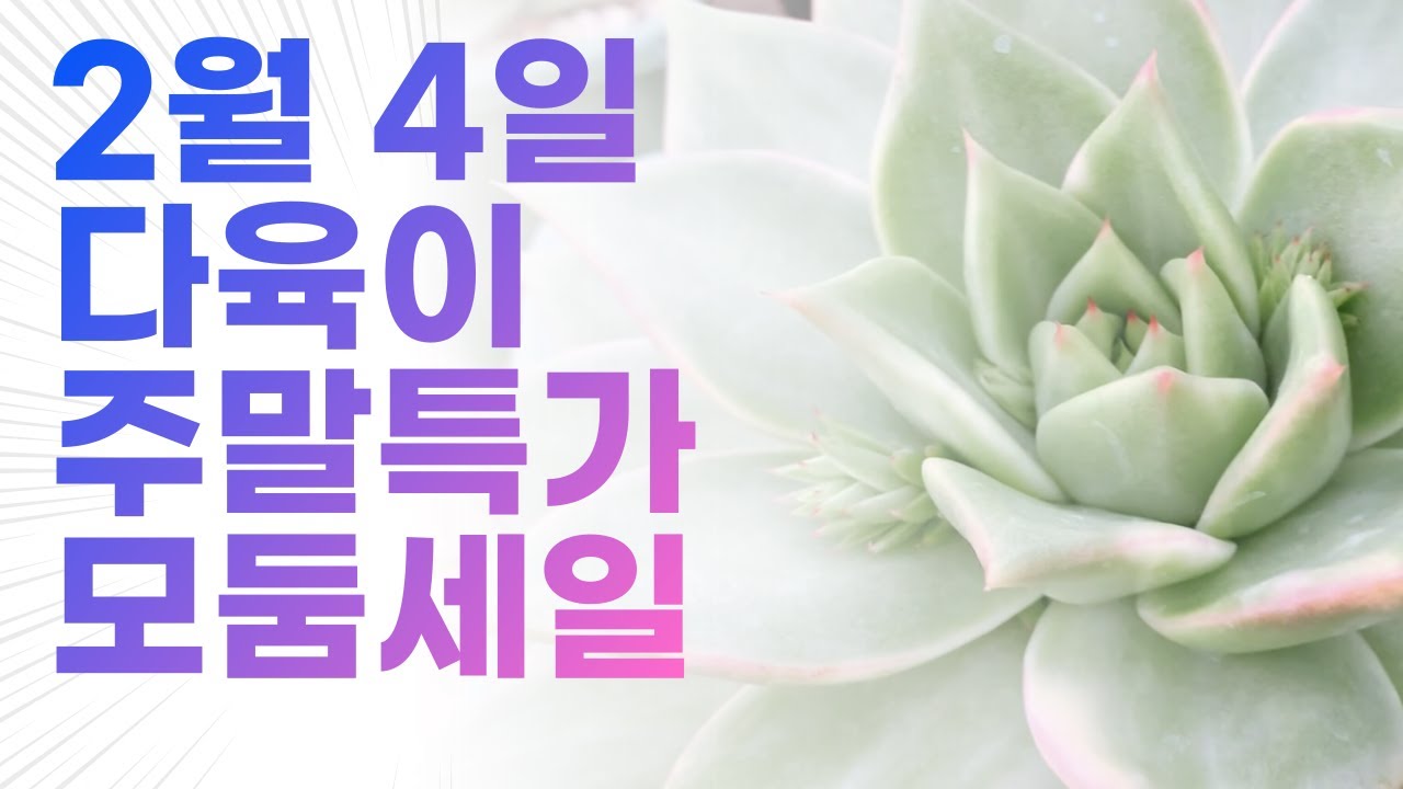 판매완료 2월 4일 다육이 주말특가 세일 ☀️모둠 패키지☀️ 다육이 금다육 다육이창 다육이키우기 Youtube