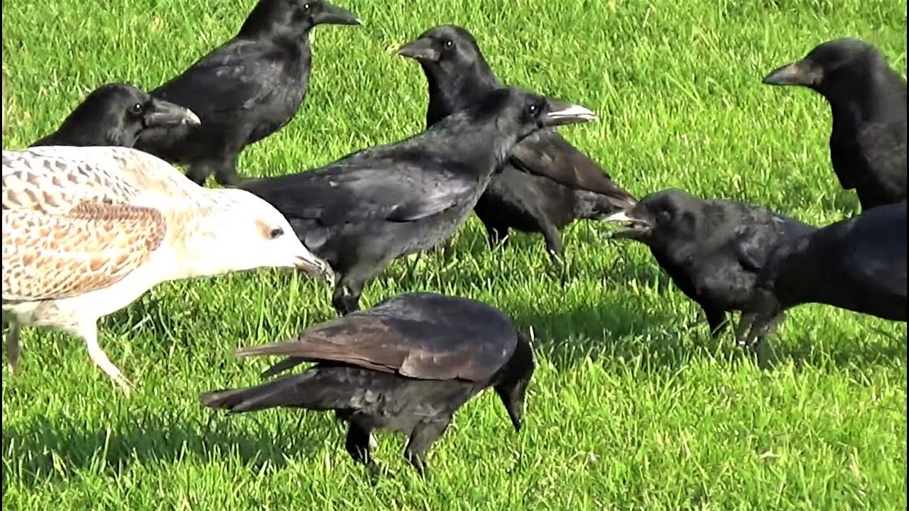 Crows Vs Baby Seagulls for Big Suet Block - Watch Out for the Spinning Tail Pull! / Clifftop ...