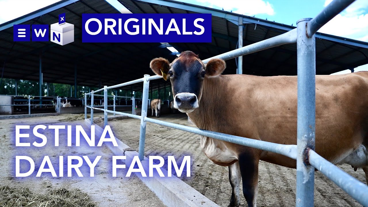 Turnaround for Estina dairy farm as local farmers take over - YouTube