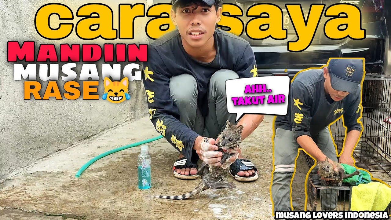 ini CARA MANDIIN MUSANG RASE dari saya - YouTube