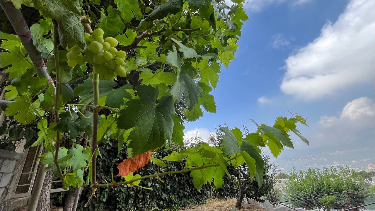 Mrouj - Mount Lebanon - YouTube