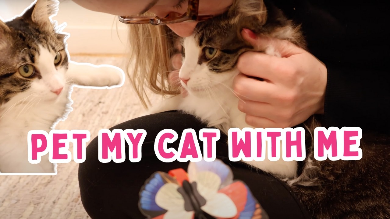 CALMING Cat purring ASMR Cute kitten | soothing 4k cat video - YouTube