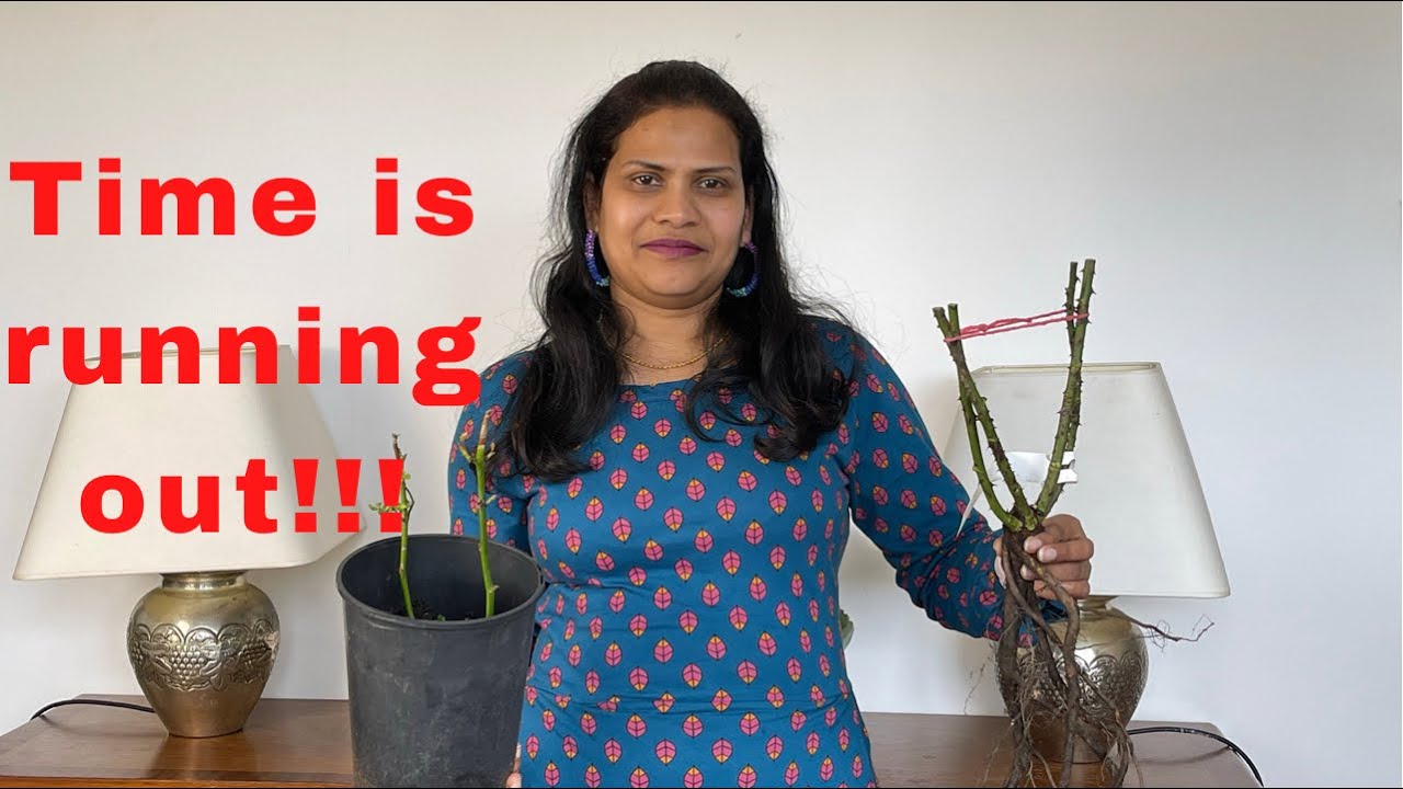 Bare root roses vs potted roses. How to plant and care. March is the ...