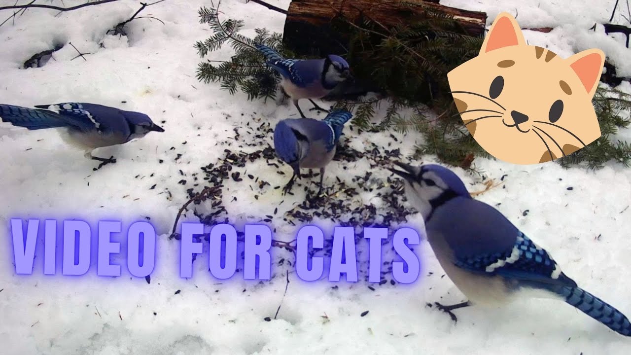 Video For Cats! Blue Jays - YouTube