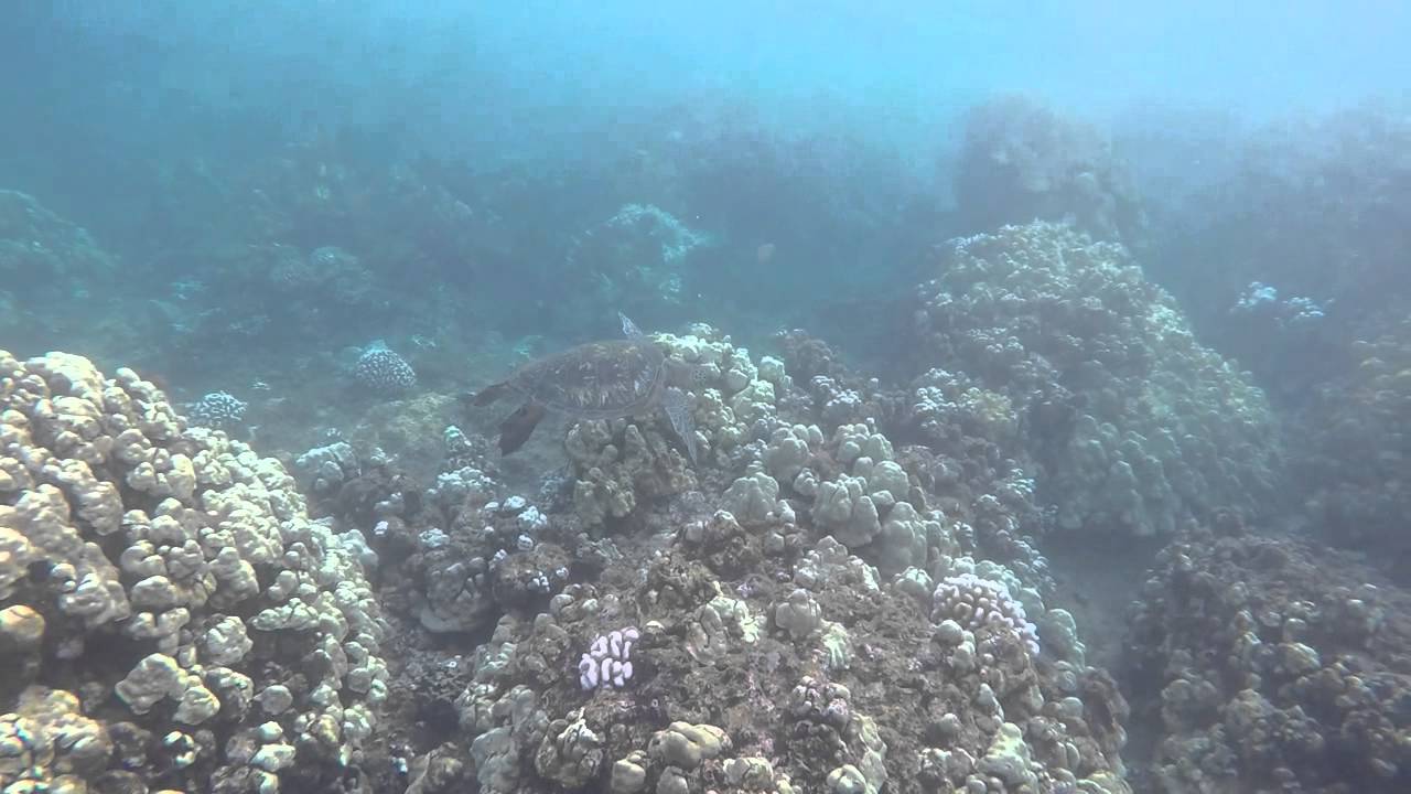 Honu Aloha Anniversary - YouTube