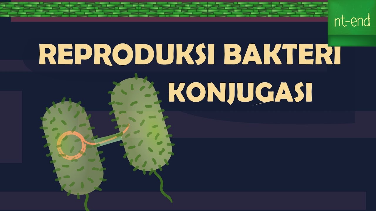 REPRODUKSI BAKTERI KONJUGASI - YouTube