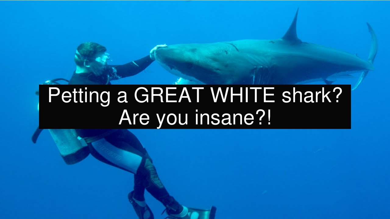 Petting a GREAT WHITE shark? Are you insane?! - YouTube